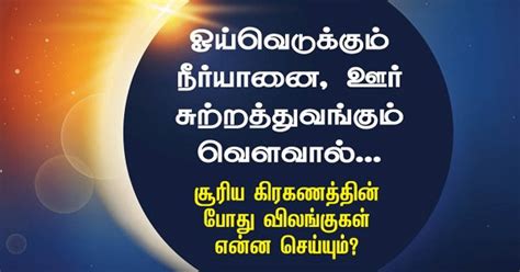 ஓய்வெடுக்கும் நீர்யானை பயப்படும் ஆந்தைசூரிய கிரகணத்தின் போது