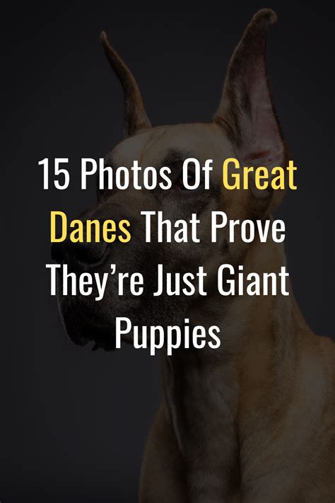 Great Dane Info Artofit