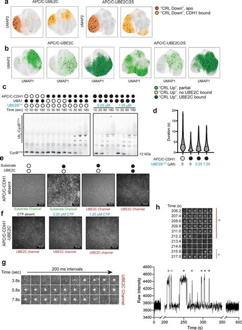 Development Of Tirf Based Apc C Dependent Substrate Ubiquitination