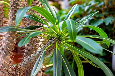 7 домашних растений опасных для здоровья