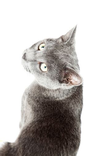 그레이 고양이 새끼 흰색 바탕에 흰색 배경 ﾀｯｷｴ 줄임말입니다 머리 가축에 대한 스톡 사진 및 기타 이미지 가축 고양이