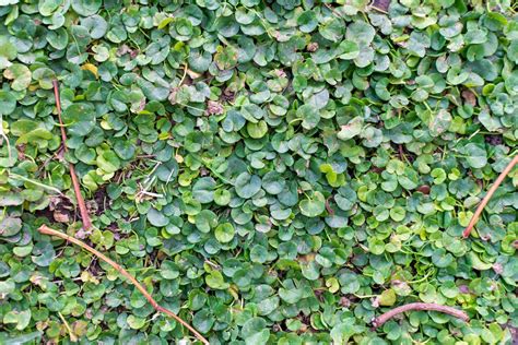 ランナーで増える植物には何がある いちごから多肉植物まで15選 となりのカインズさん