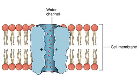 Transmembrane Aladdin Scientific