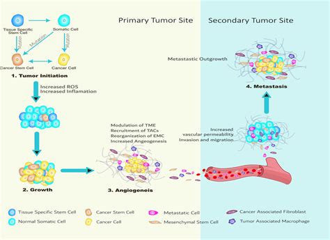 An Overview Of The Major Cellular Events Mediated By Cancer Stem Cells Download Scientific