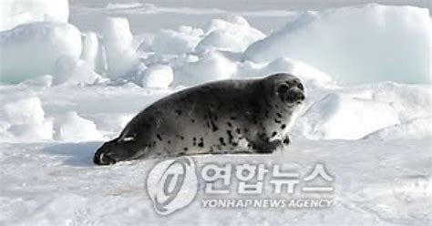 캐나다 바다표범 사냥