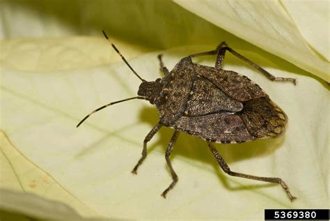 Brown Marmorated Stink Bug Halyomorpha Halys Stal