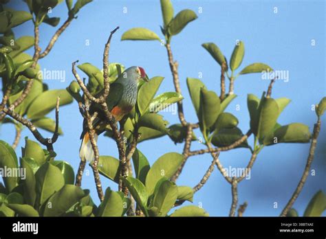 Mariana Fruit Dove Ptilinopus Roseicapilla Rota Island Northern
