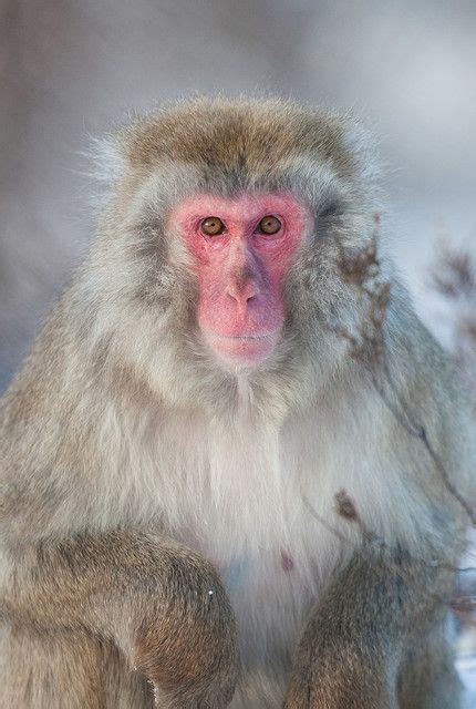 279 Snow Monkey Artofit