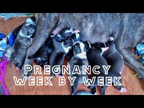 How Long Do American Bullies Stay Pregnant