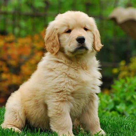 خرید گلدن رتریور Archives پت شاپ گلبا