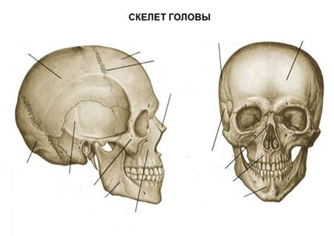 строение черепа Diagram | Quizlet