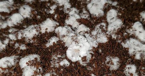 Healthy Myc Vs Cobweb Album On Imgur