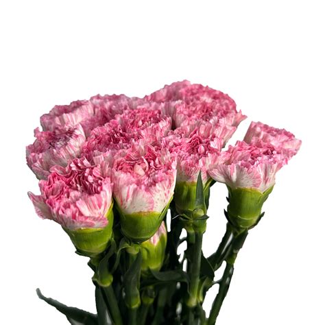 Carnation 2 Tone White Pink Floralife Sdn Bhd