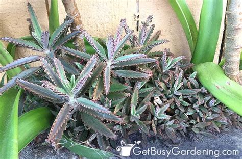 Kalanchoe Delagoensis Life Cycle