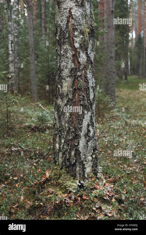 Old Overgrown With Moss Tree Bark In A Mysterious Forest Stock Photo