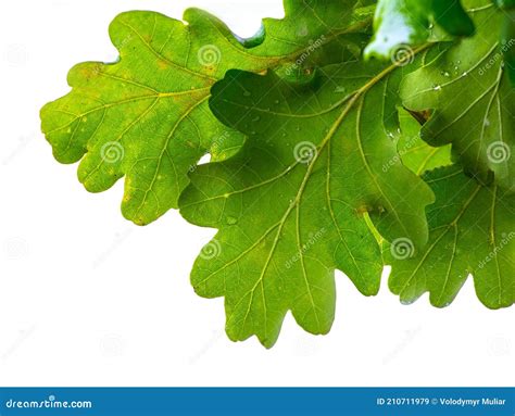 Rama De Roble Con Hojas Verdes Sobre Fondo Blanco Aislado Imagen De Archivo Imagen De Follaje