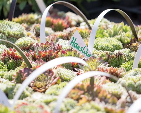 Einkaufen Auf Der Schranne Mit Andreas Gfrerer Salzburgerland Magazin