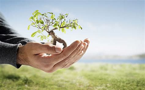 Día Mundial Del Árbol En Bolivia Sembrarán Cerca A 4 Mil Plantines