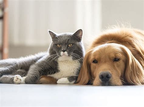 Проживание с домашними животными Новости отеля Конаково Конаково