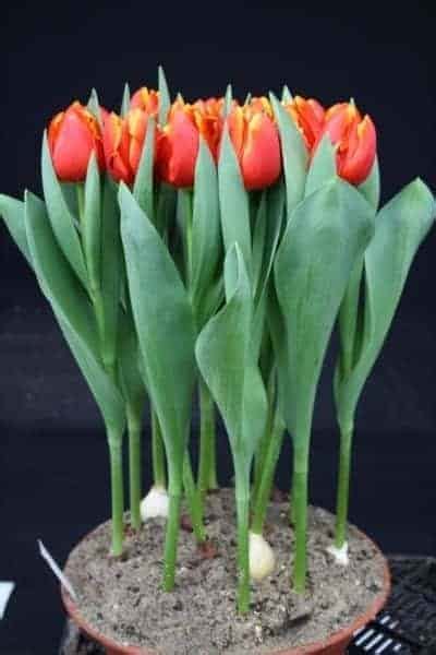 Tulipán Esta Bonita - Cibule.cz
