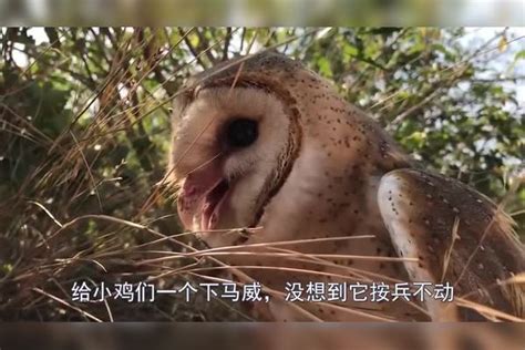 猫头鹰捕猎小鸡仔，母鸡直接一耳刮子上去：滚开！耳刮子母鸡小鸡
