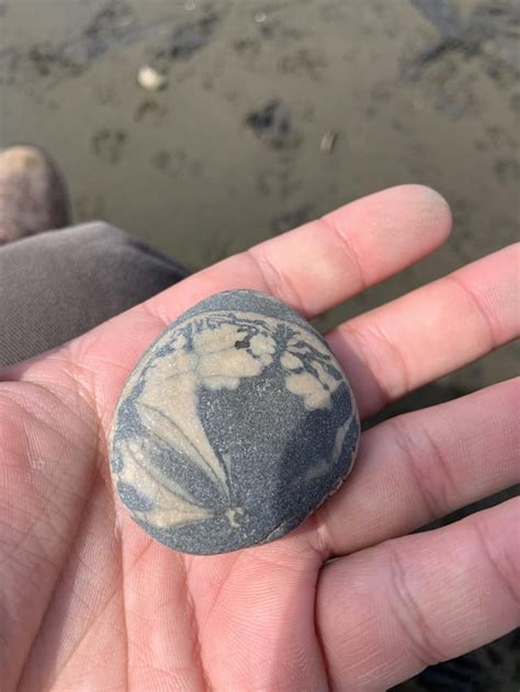has anyone done research on this fossil layer at the beach of fort
