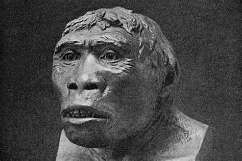 Berita Pithecanthropus Erectus Terbaru Hari Ini Bobo