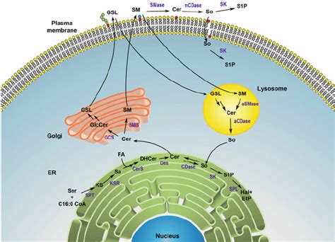 Schematic View Of The Subcellular Compartmentalization Of Sphingolipid