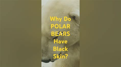 Why Do Polar Bears Have Black Skin Youtube