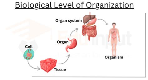 What Are The Five Levels Of Organization