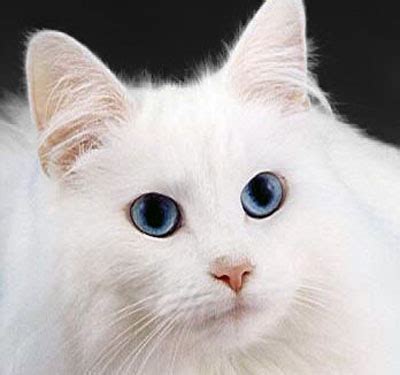 Alt om katte - Info, fakta og viden om katte