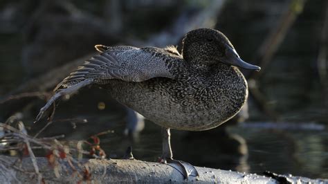 Definitive Guide To Freckled Duck Facts Habitat Conservation Status