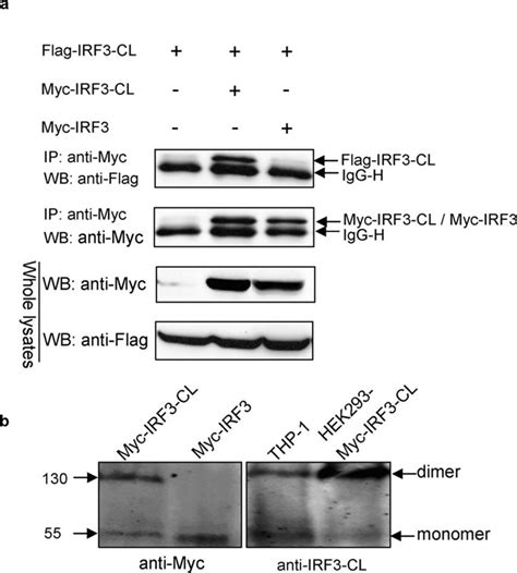 Interferon Regulatory Factor 3 Cl An Isoform Of Irf3 Antagonizes