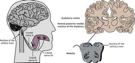 Gustatory System Introduction To Neuroscience Gustatory System Introduction To Neuroscience