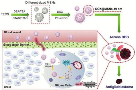 Schematic Representation Showing Dox Loaded Msns Targeting Bbb For The