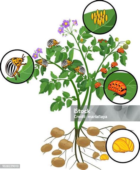 감자 식물 뿌리 체계와 콜로라도 감자 딱정벌레 또는 Leptinotarsa Decemlineata의 개발의 다른 단계 0명에