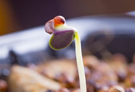 コリアンダーマイクログリーンの芽の極端なマクロクローズアップ新しい人生の概念成長するマイクログリーンの芽はビューを閉じます自宅で種子の発芽