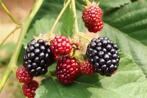 Worms On Red Raspberries Eating Leaves Artofit