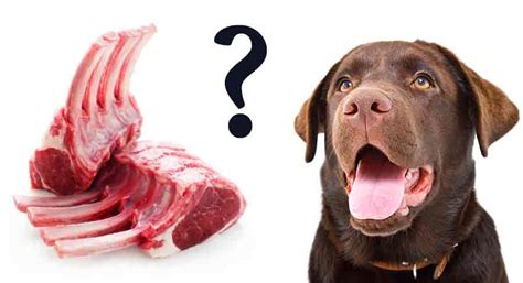 Can Dogs Eat Lamb Chop Bones Find Out The Risks And Benefits Vet Advises