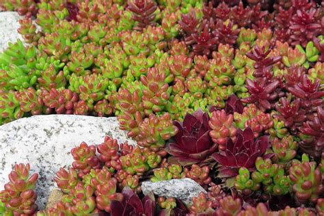 Sedums For Winter Ground Color Cover Flower Seeds Sedum Sedum Plant