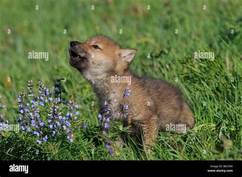 Gray Wolf Pups Howling