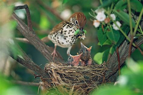 Virginia Bird Atlas The Distribution Of Breeding Birds Across Virginia