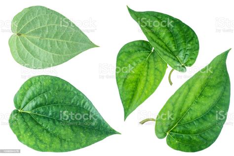 Daun Sirih Hijau Terisolasi Di Latar Belakang Putih Dengan Jalur