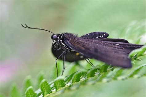 Mariposa negra significado espiritual Qué significa verla o encontrarla Espiritualidad