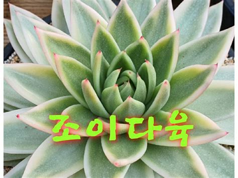 조이다육방울복랑금다육금창금선인장금금다육다육이다육선인장 Band