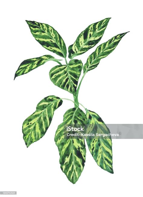 디펜바키아 벙어리 지팡이는 흰색 배경에 고립 된 식물 수채화 손 그리기 그림 실내 화분 식물 디자인에 적합합니다 관목에 대한 스톡 벡터 아트 및 기타 이미지 Istock