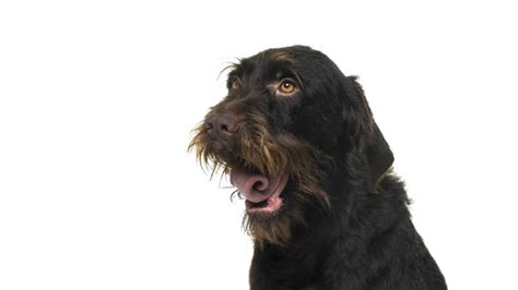 Bohemian Wirehaired Pointing Griffon Dog Breed Info Guide And Care