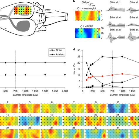 Cortical Activation Maps A Schematic Diagram Top View Of The Rabbit Download Scientific