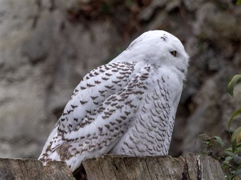 Snowy Owl Bubo Scandiacus Or Nyctea Scandiaca Sitting On A Stick Stock