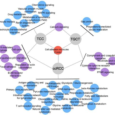 Kegg Pathways Significantly Enriched With Differentially Expressed
